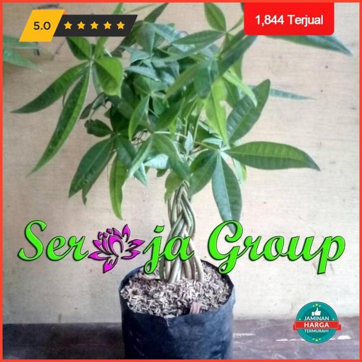 Jual Puncak Promo Tanaman Hias Pachira Kepang 9 | Pohon Pacira | Pohon ...