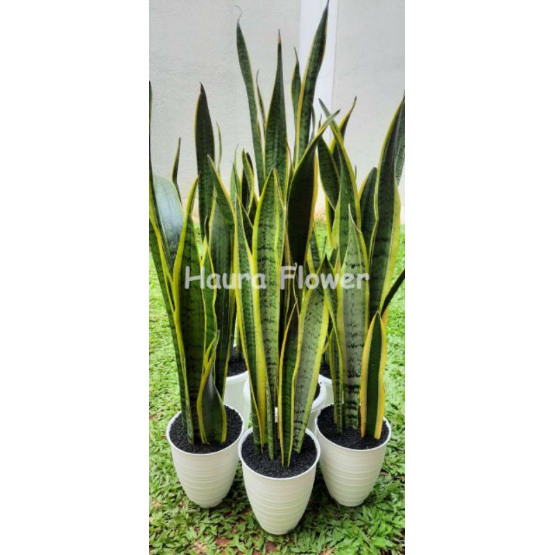 Jual sansivera | lidah mertua kuning / tinggi ±100 CM TANAMAN HIAS ...