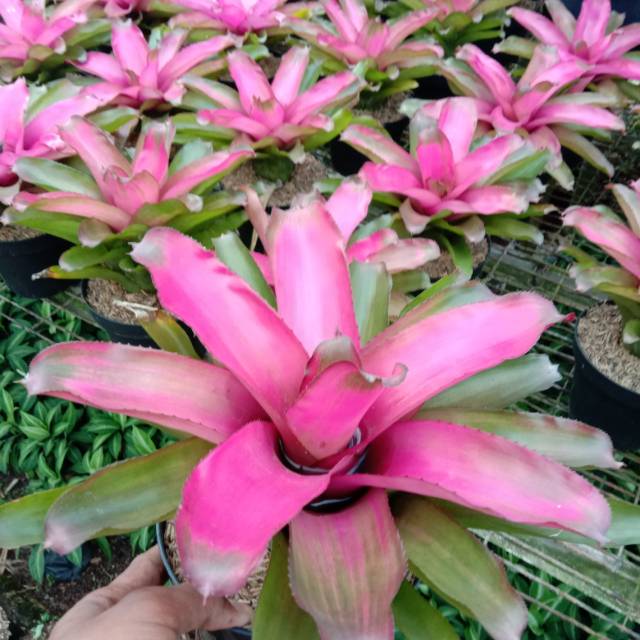 Jual Tanaman bromelia | Shopee Indonesia