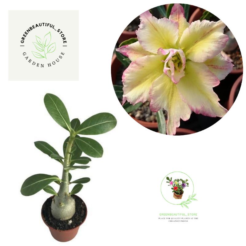 Jual Tanaman hias hidup adenium bunga tumpuk fantasy yellow - tanaman ...