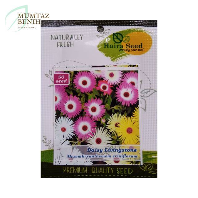Jual Benih Bunga Daisy Livingstone (Haira Seed) | Shopee Indonesia