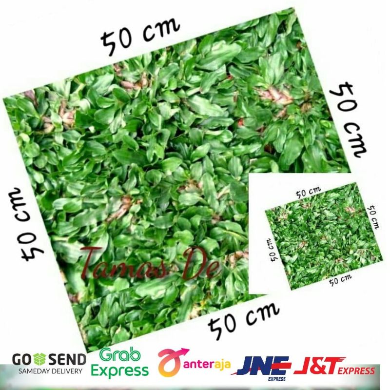 Jual Rumput Gajah Mini Terlengkap & Harga Terbaru Juni 2026 | Shopee ...