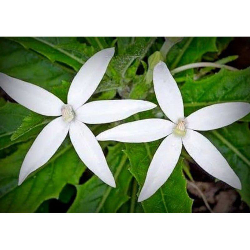 Jual Bunga Kitolod Kesehatan Mata Bunga Kitolod segar | Shopee Indonesia
