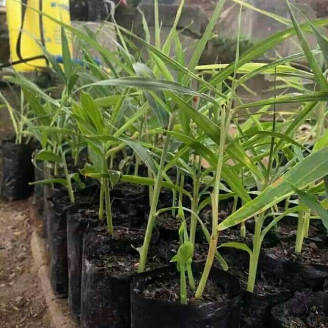 Jual Bibit Jahe Putih | Shopee Indonesia