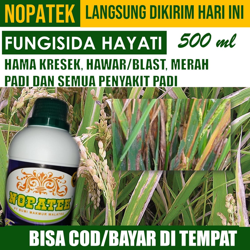 Jual (PUPUK PADI TERBAIK) Fungisida Mengatasi Penyakit Padi Terbaik ...