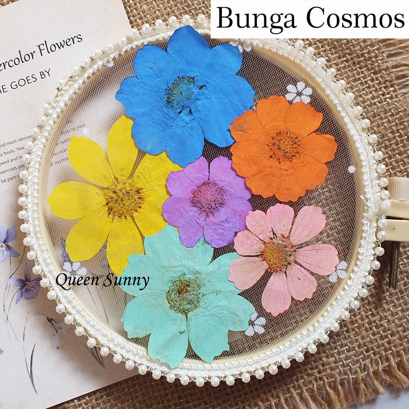 Jual Bunga Kering Cosmos Bunga Gesang Warna-Warni Dried Pressed Flower ...