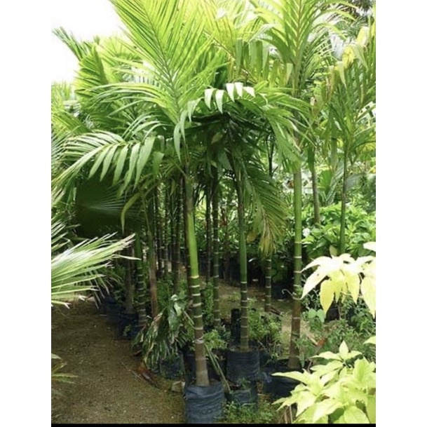 Jual Pohon Palem Jepang // rimbun / ukuran 2 meter up | Shopee Indonesia