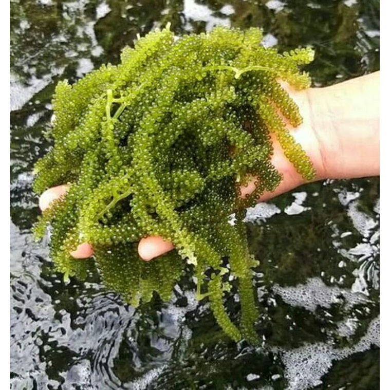 Jual anggur laut / seagrapes / latoh / green caviar | Shopee Indonesia