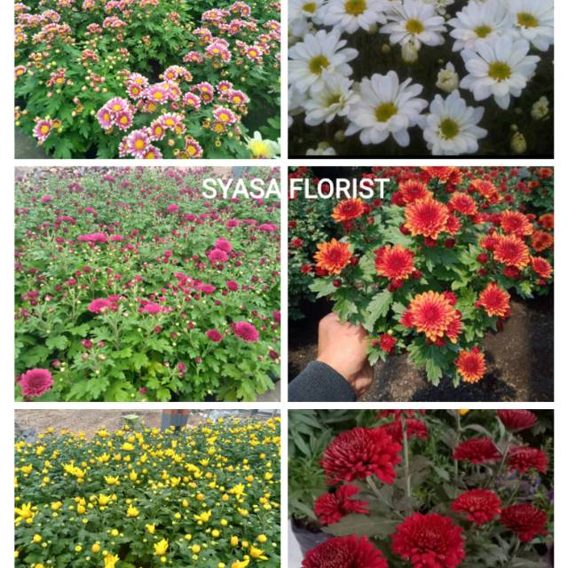 Jual Tanaman Aster dengan 6 varian warna | Shopee Indonesia