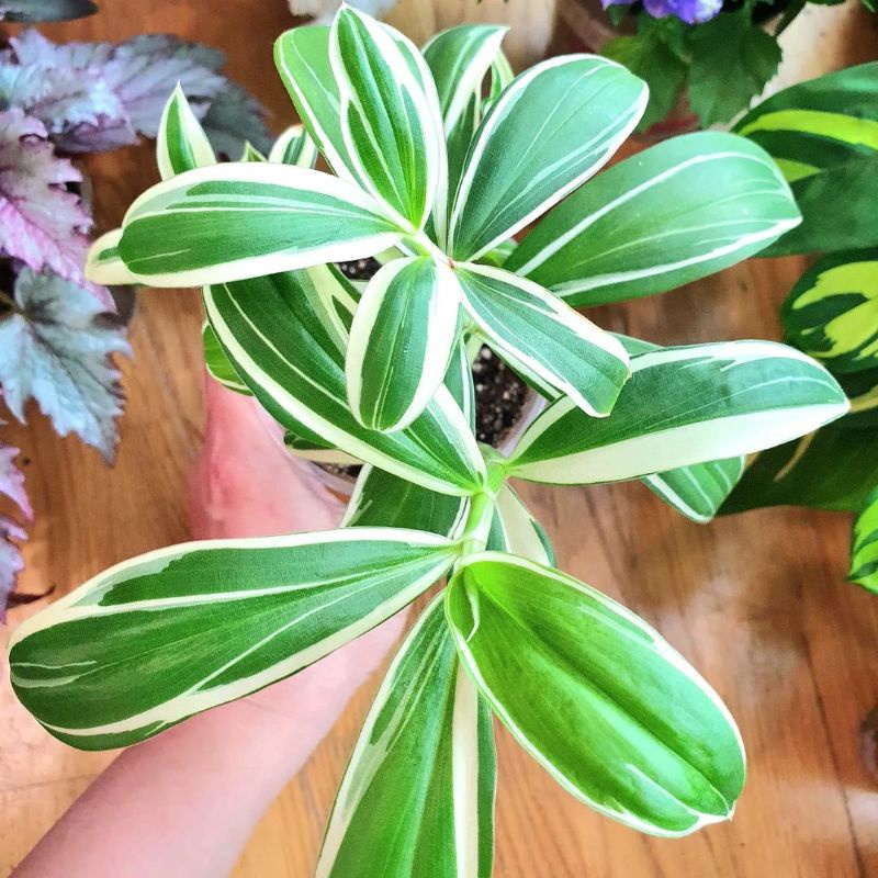 Jual Pacing varigata / Costus speciosus variegata | Shopee Indonesia