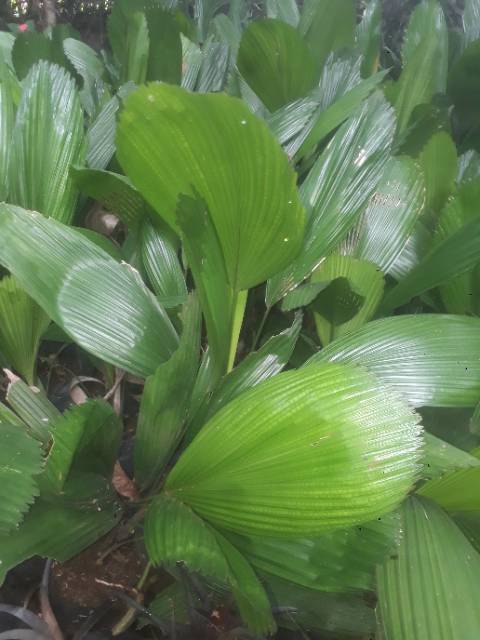 Jual Tanaman hias palm kipas tanaman palm kol | Shopee Indonesia