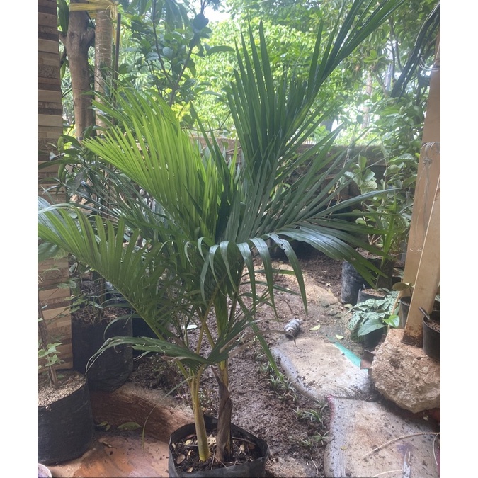 Jual Tanaman hias indoor outdoor palem kuning 1 meter up | Shopee Indonesia