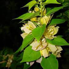 Jual Tanaman Hias Bunga Kertas Bougenville Singapore Warna Kuning Yang