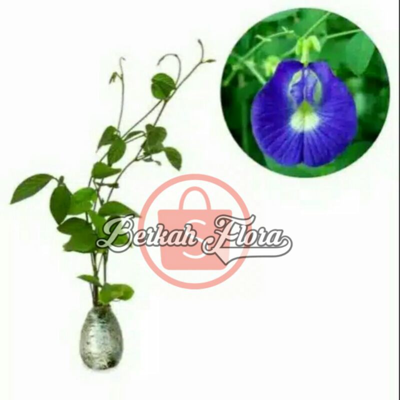 Jual tanaman rambat kembang talang/tanaman merambat bunga talang ...