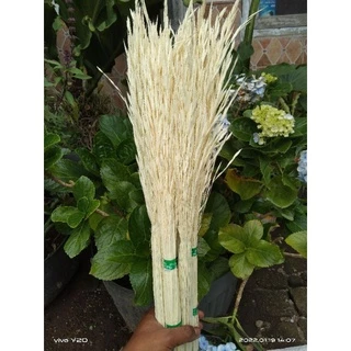 Jual Bunga Padi Terlengkap & Harga Terbaru Juni 2024 | Shopee Indonesia