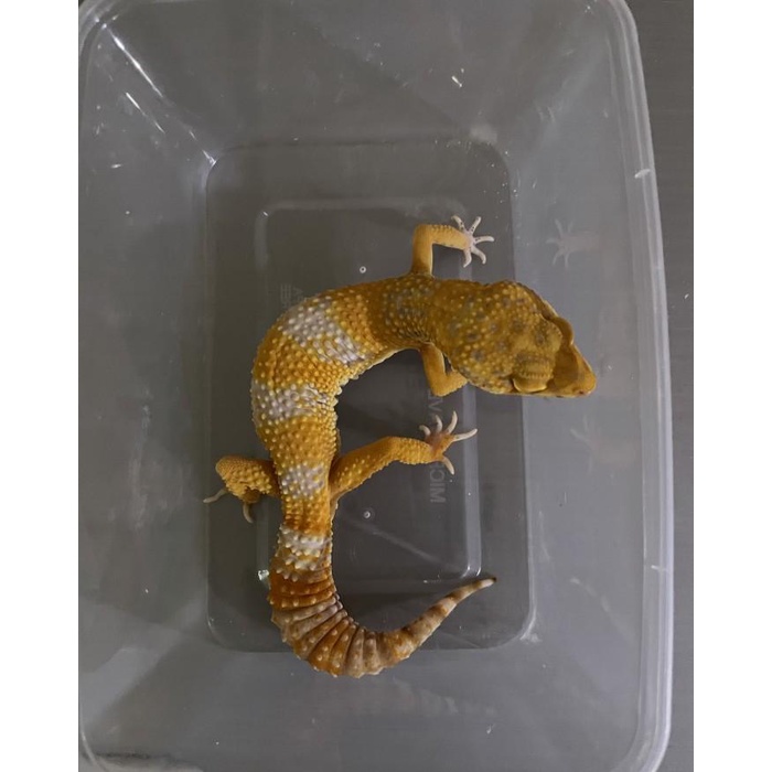Jual Gecko Fire Bell ph Raptor | Shopee Indonesia