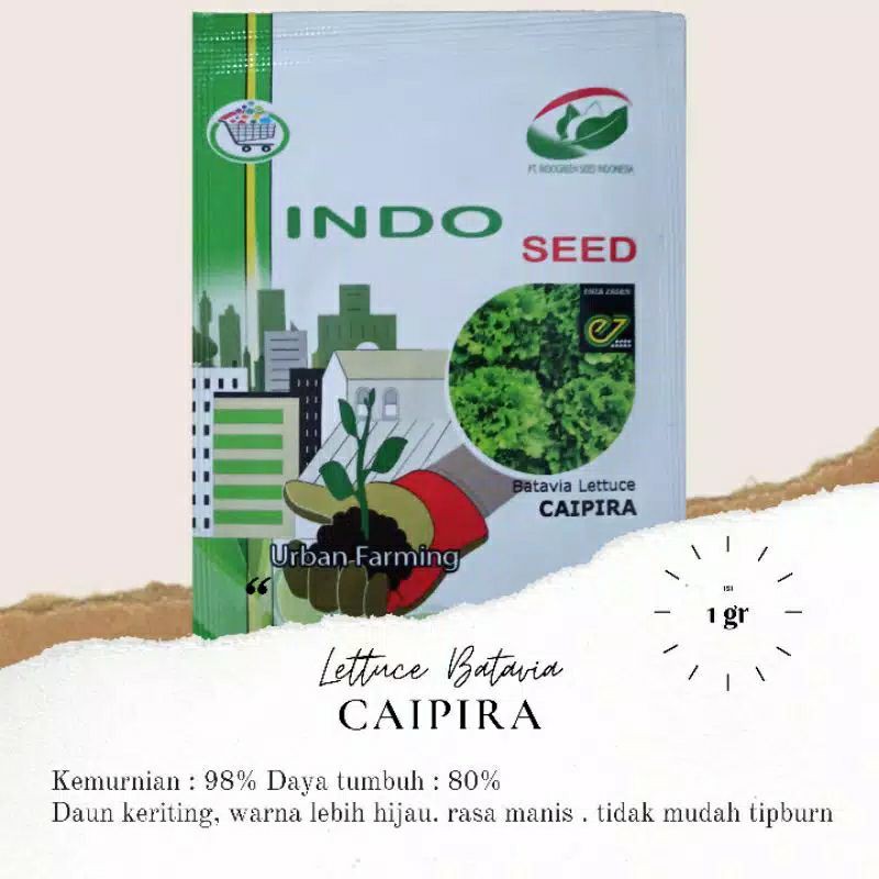 Jual Benih Selada Batavia Lettuce Caipira Enza Zaden isi 1 gram ...
