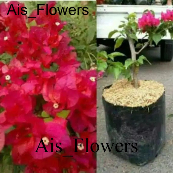 Jual Tanaman Hias Bougenville Bunga Merah Fanta Tanaman Hias Shopee