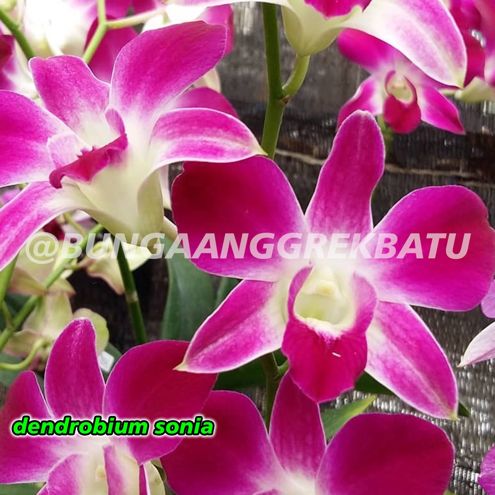 Jual Anggrek Dendrobium Bulat hybrid usia 6-7 bulan Seedling | Shopee ...