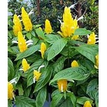 Jual bunga lolipop kuning - Tanaman Lilin lolipop bunga kuning ...