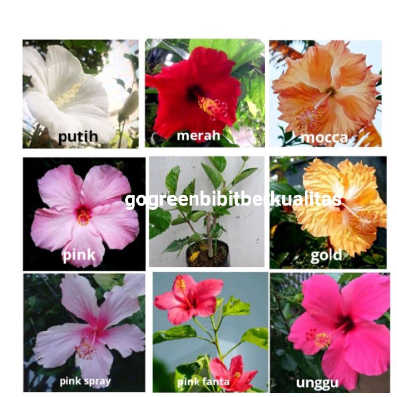 Jual Bibit bunga hibiscus isi 2 pohon kembang sepatu bangkok import ...