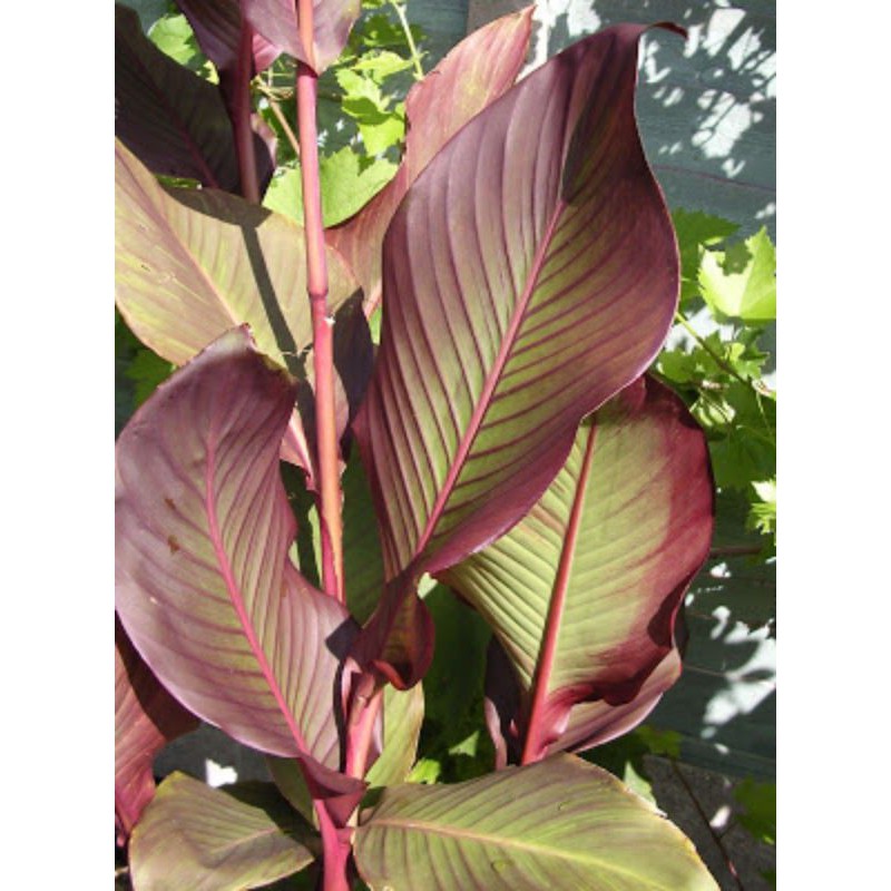 Jual Tanaman Hias Canna or canna lily green and purple variegated ...