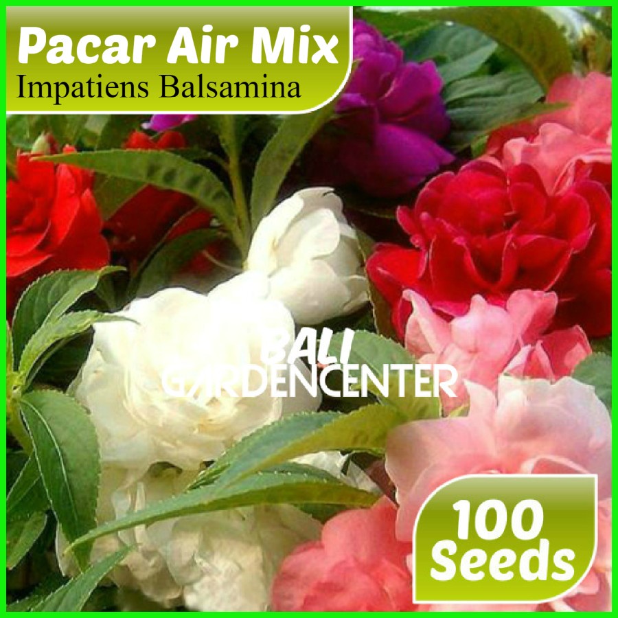 Jual Isi 100 Benih Biji 4 Jenis Bunga Pacar Air - Pacar Air Mix ...