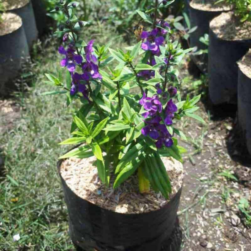 Jual Tanaman Bunga Lavender Angelonia - Bunga Hias Angelonia Berbunga ...