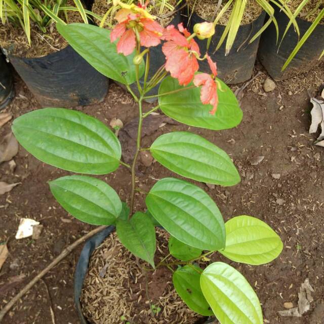 Jual Tanaman bunga bauhinia bohemia rambat | Shopee Indonesia