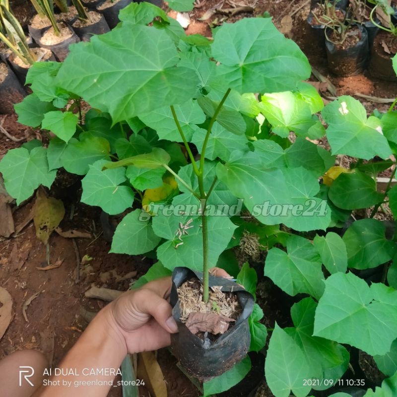 Jual bibit tanaman herbal jarak - pohon jarak - tanaman herbal - pohon ...