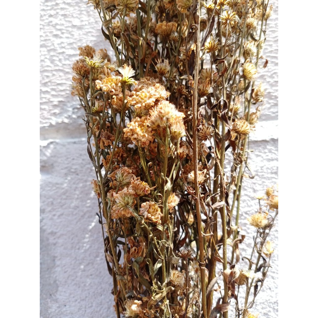 Jual Bunga Pikok Kering | Dried Flower | Buket Bunga Rustic | Shopee ...