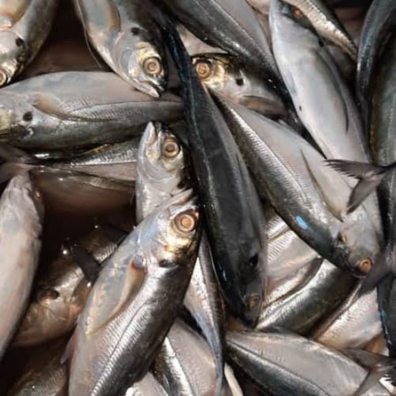 Jual ikan caru / ikan tegang ekor (Seafood Fresh) | Shopee Indonesia