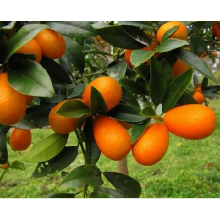 Jual JERUK NAGAMI | Shopee Indonesia