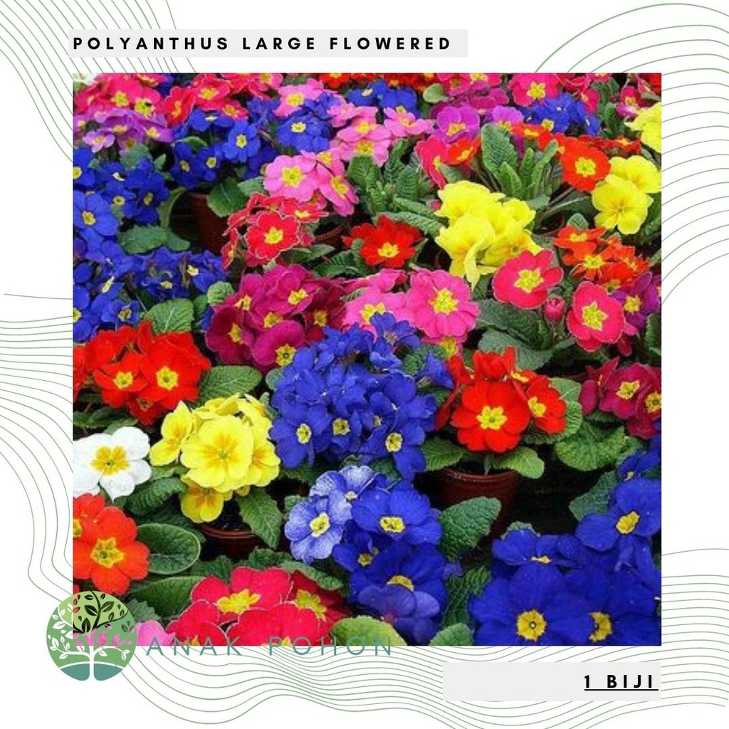 Jual Benih Bibit Biji - Bunga Polyanthus Large Flowered (Polyanthus ...