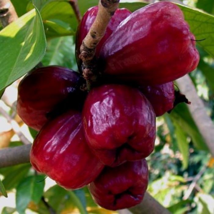 Jual Bibit JAMBU DARSONO / JAMAIKA okulasi genjah manis | Shopee Indonesia