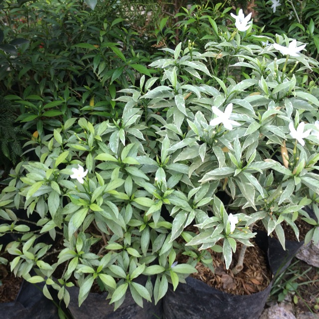 Jual Tanaman hias melati jepang/rombusa | Shopee Indonesia