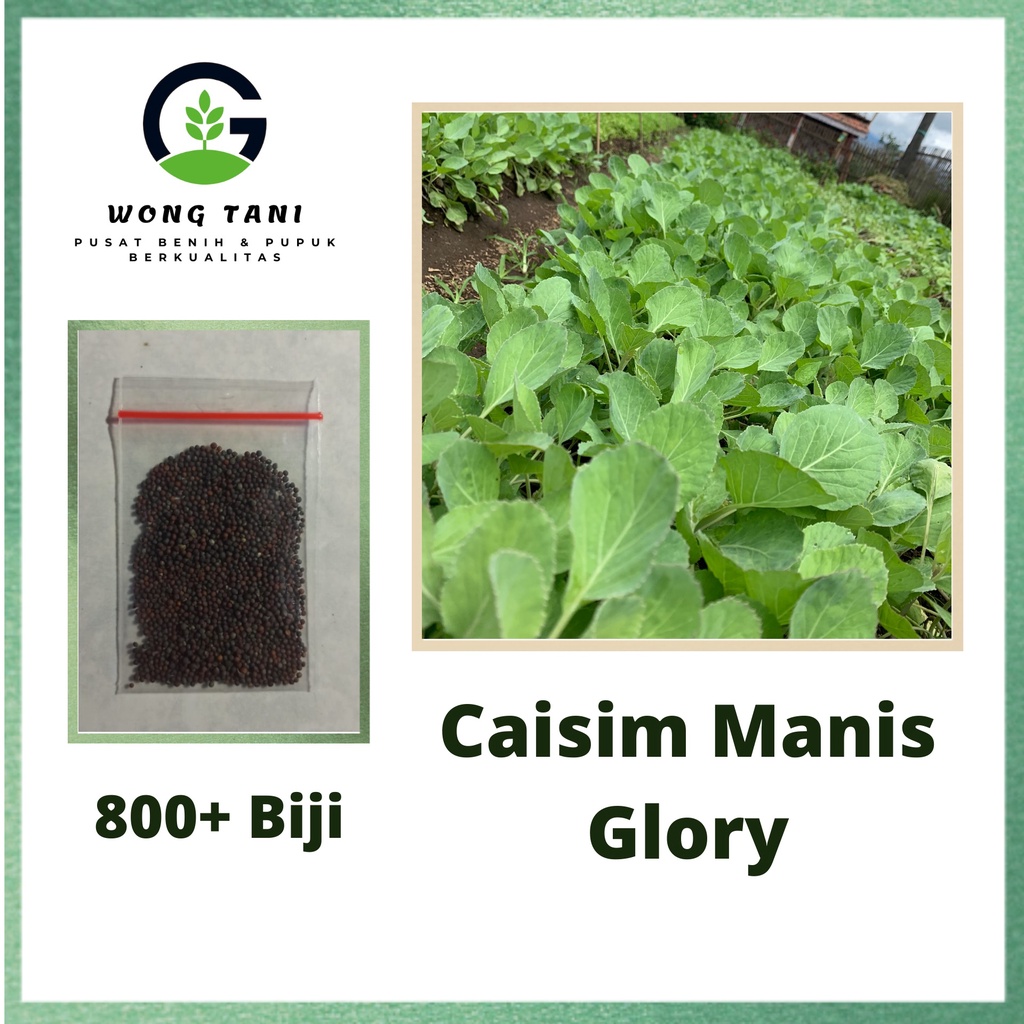 Jual 500 Benih Caisim Manis Hijau Glory Jawara Bibit Tanaman Sawi ...