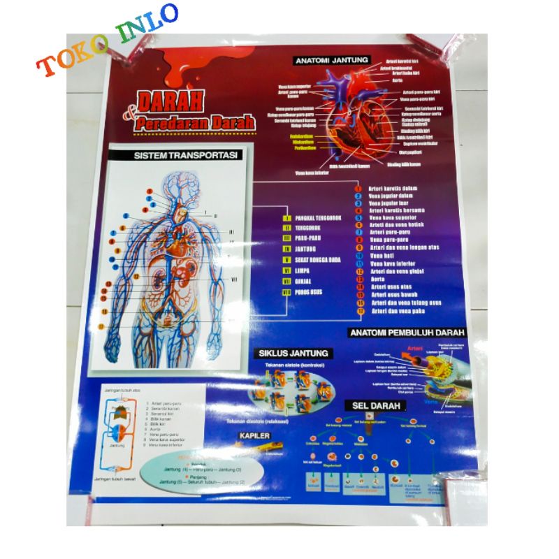 Jual CARTA PEREDARAN DARAH MANUSIA/GAMBAR PEREDARAN DARAH/POSTER ...