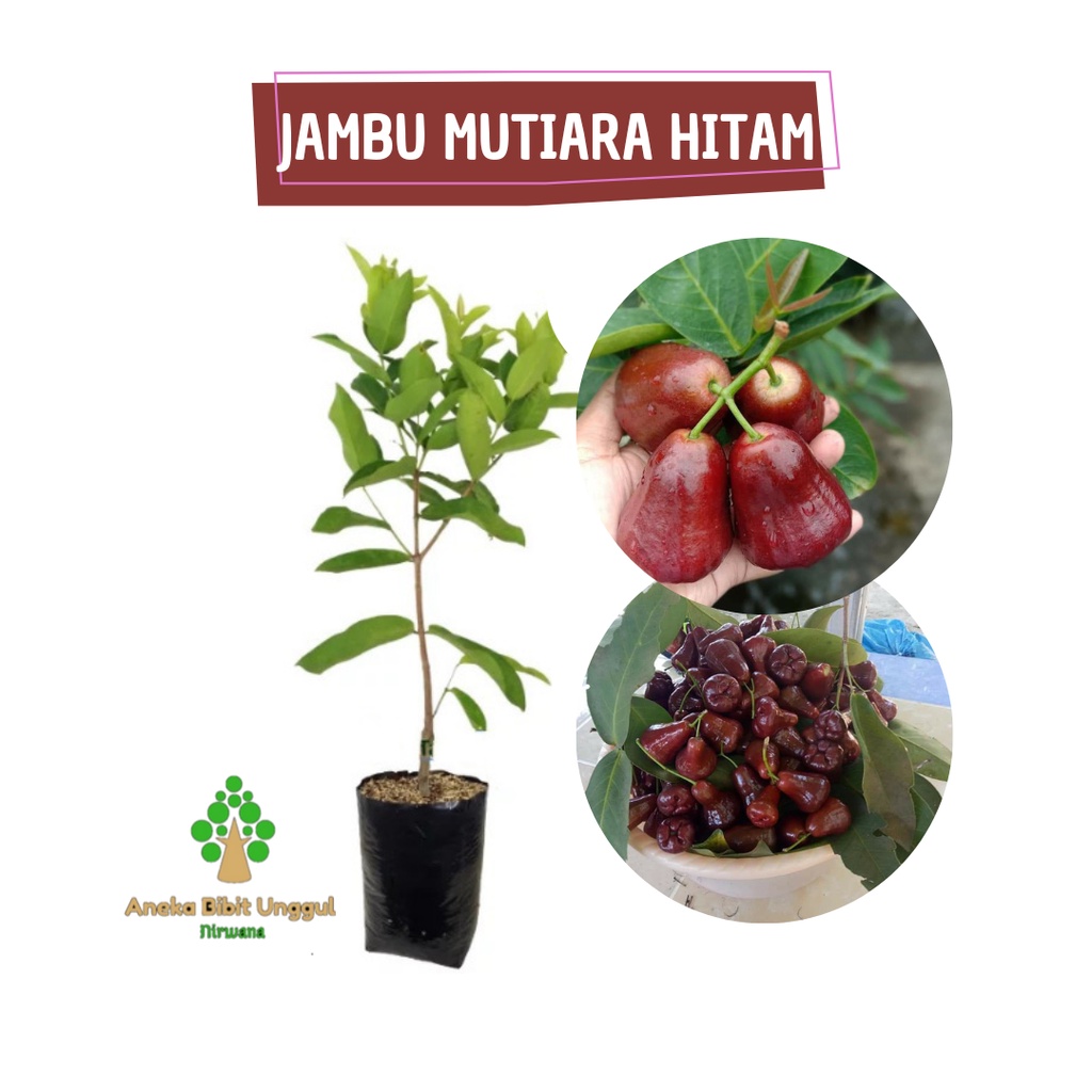 Jual BIBIT JAMBU AIR MUTIARA HITAM - BIBIT JAMBU AIR MUTIARA HITAM ...