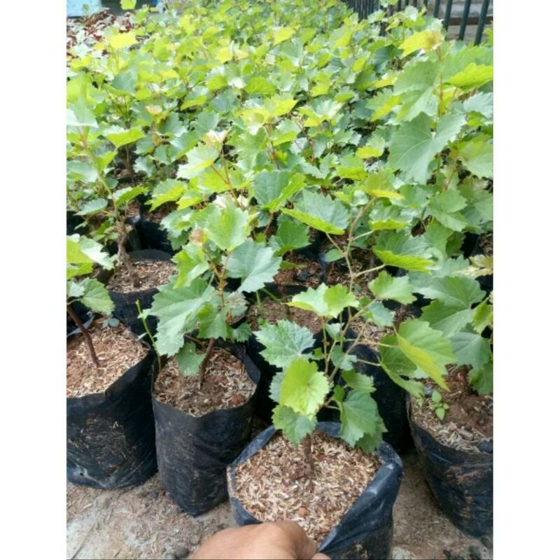 Jual Bibit tanaman buah anggur moondrop | Shopee Indonesia Jual Bibit tanaman buah anggur moondrop | Shopee Indonesia