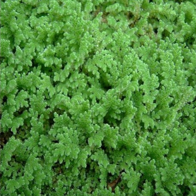 Jual azolla 1 kg | Shopee Indonesia