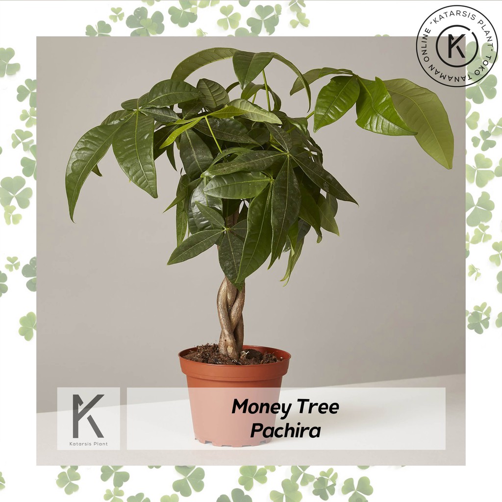 Jual Katarsis Plant | Tanaman Hias Money Tree / Pachira aquatica Cocok ...