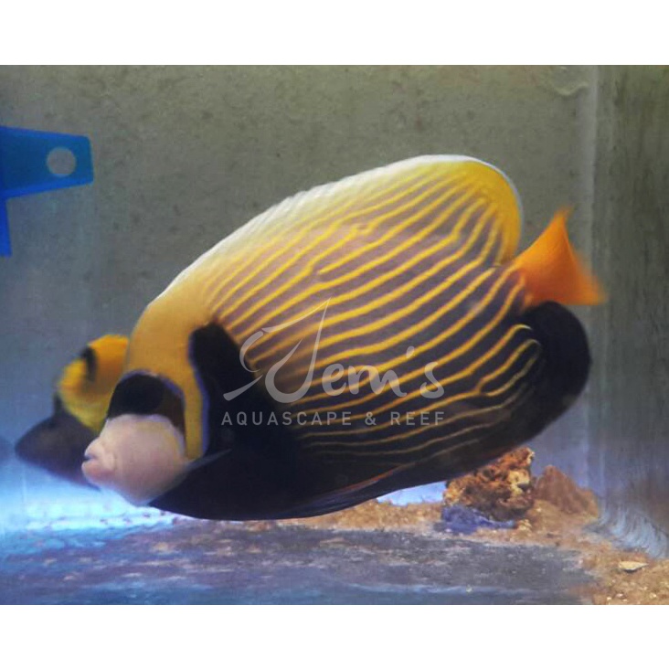 Jual Angel Batman (Emperor Angelfish) | Shopee Indonesia