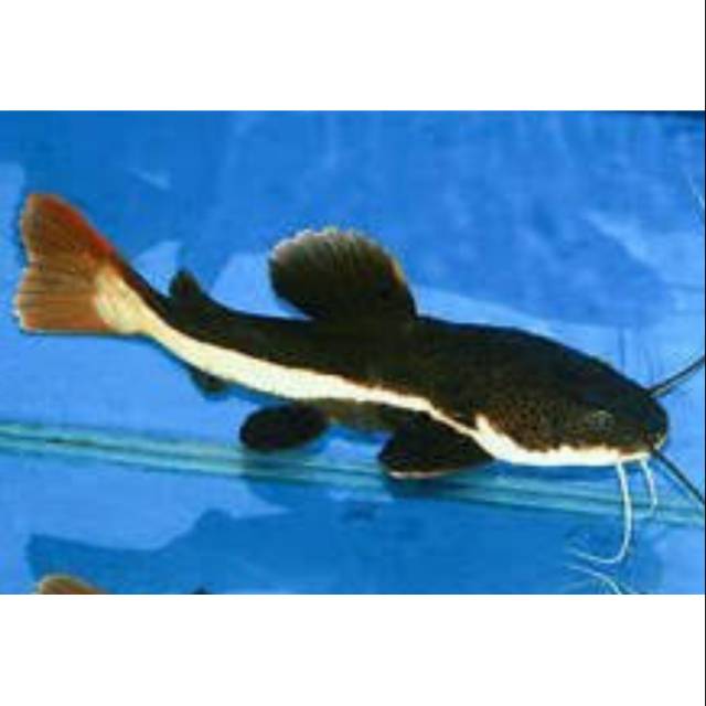Jual Ikan hias RTC red tail cat fish | Shopee Indonesia