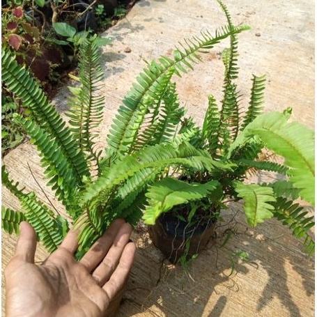 Jual Tanaman Hias Pakis Kelabang Hutan/Pakis Kelabang/pohon Pakis ...