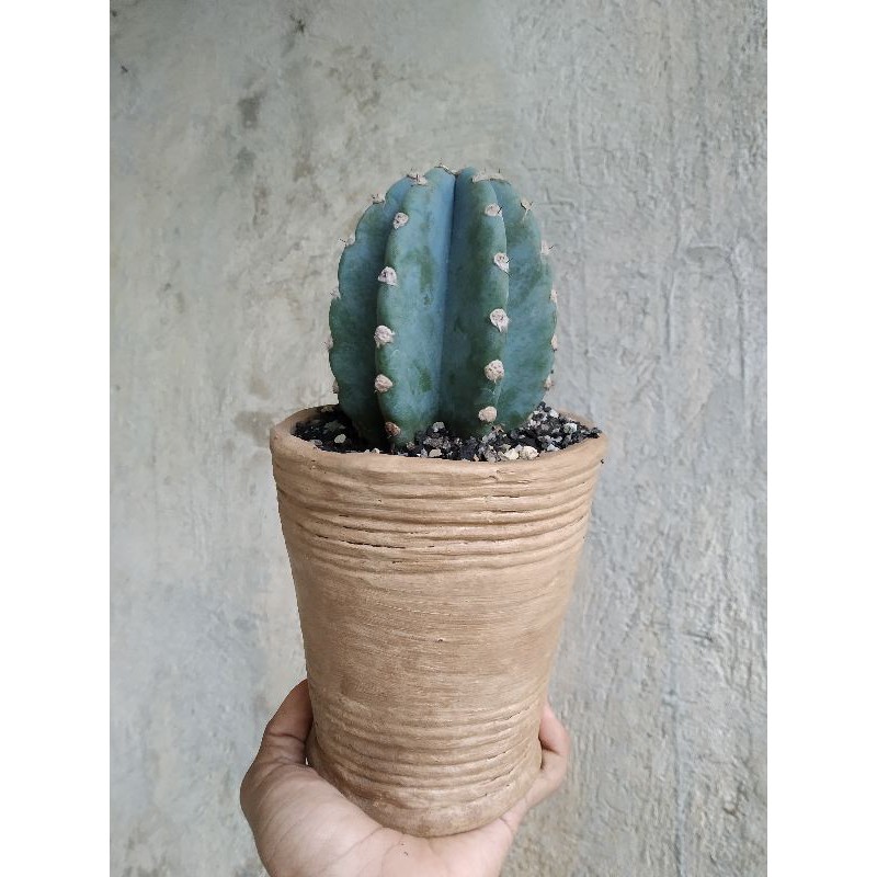 Jual Cactus koboi | Shopee Indonesia
