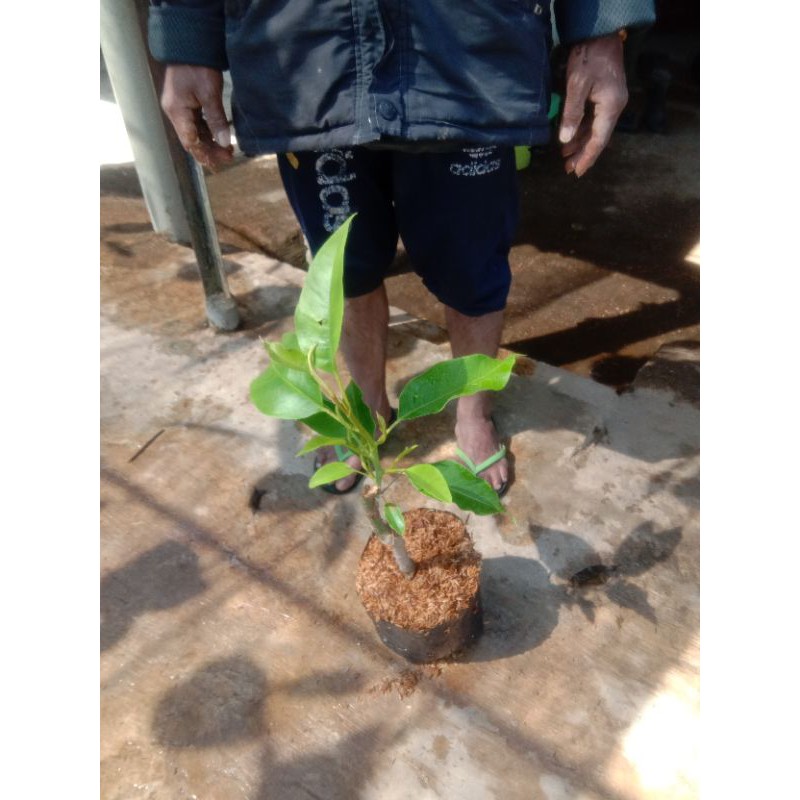 Jual bunga kanthil | Shopee Indonesia