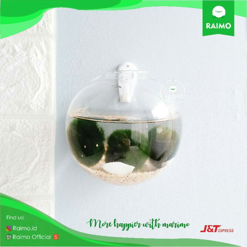 Jual Marimo Moss Ball in Vas Gantung 10 cm > 3 Alga Jepangg Aquarium Gantung | Shopee Indonesia