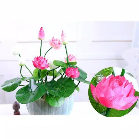 Jual Lotus seed benih bunga teratai biji teratai tanaman air aquascape ...