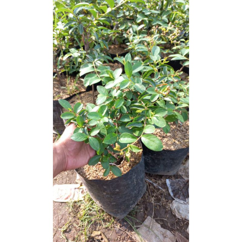 Jual Bibit bunga Sakura mini hasil stek batang berbunga sepanjang tahun ...